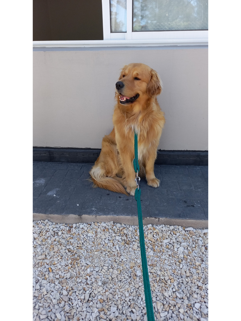 Pase 2 - Golden | PDF