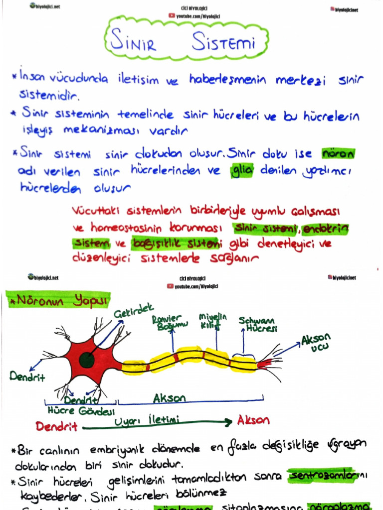 Tyt Biyoloji Dersi Sinir Sistemi Ders Notu | PDF