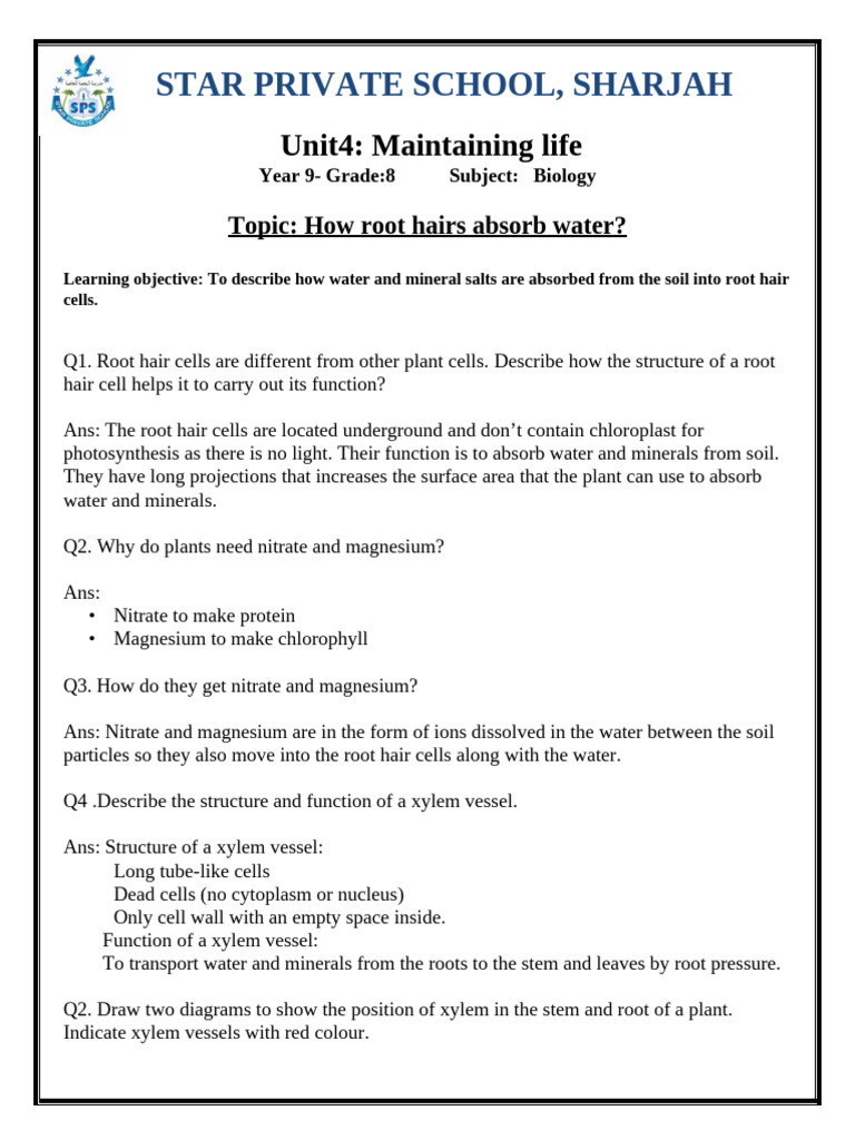 Year9 Notes-Unit 4.1 How Root Hairs Absorb Water | PDF