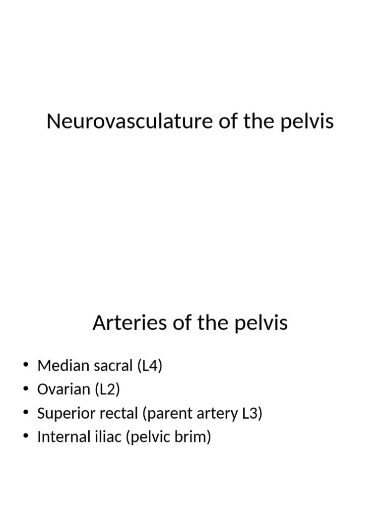 Pelvic Neurovasculature Overview | PDF | Pelvis | Abdomen