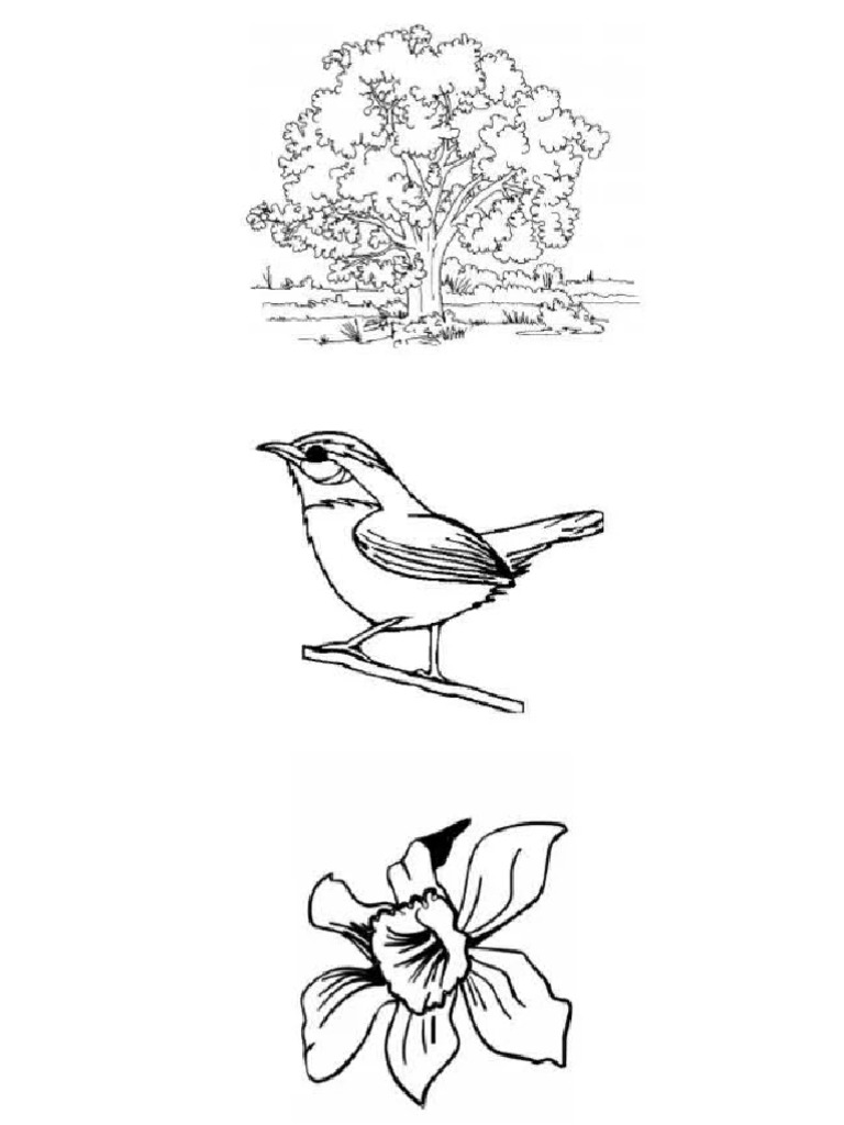 Simbolos Naturales | PDF