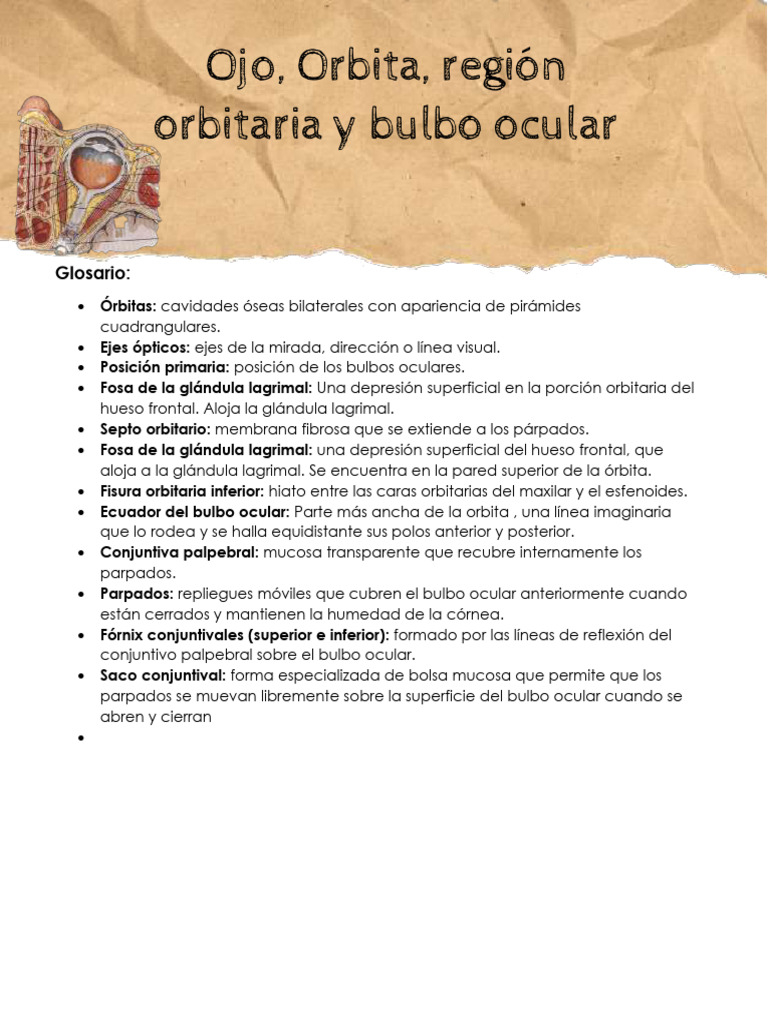 Ojo J Orbita 1 | PDF | Anatomía | Rasgos faciales