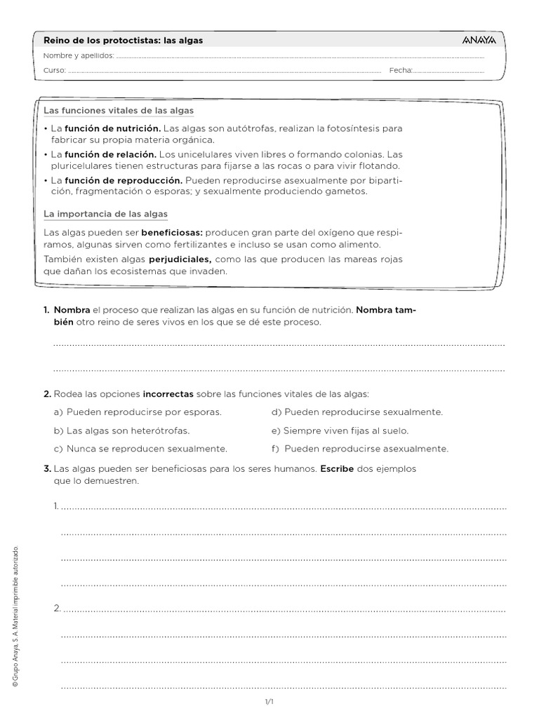 Protistas (Algas) 2 | PDF | Algas | Reproducción
