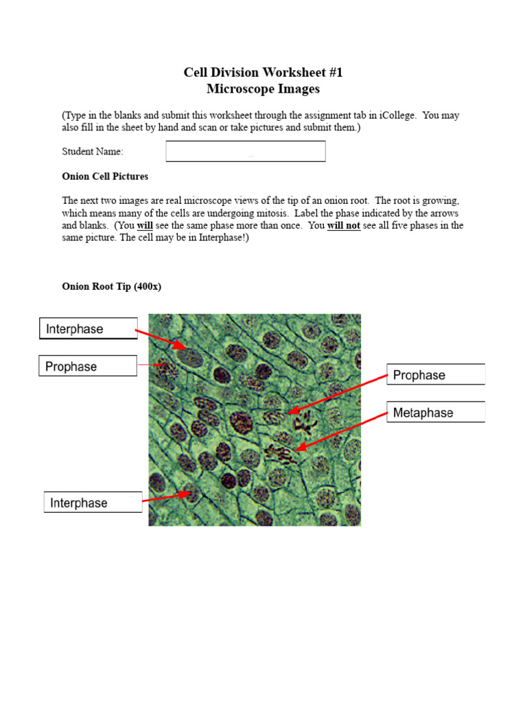 Cell Division Worksheet | PDF