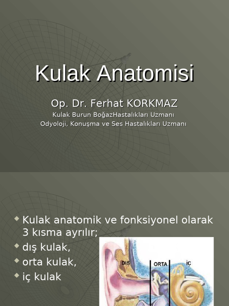 Kulak Anatomi | PDF