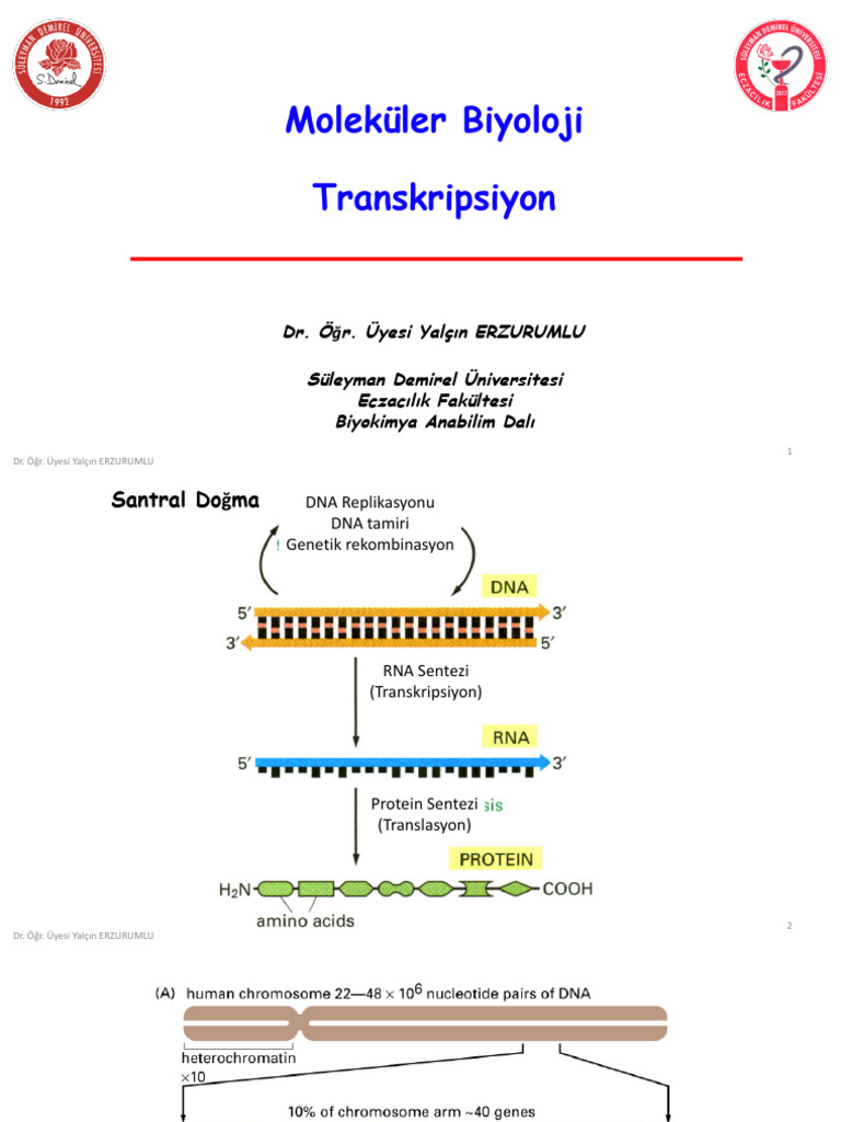 Transkripsiyon | PDF