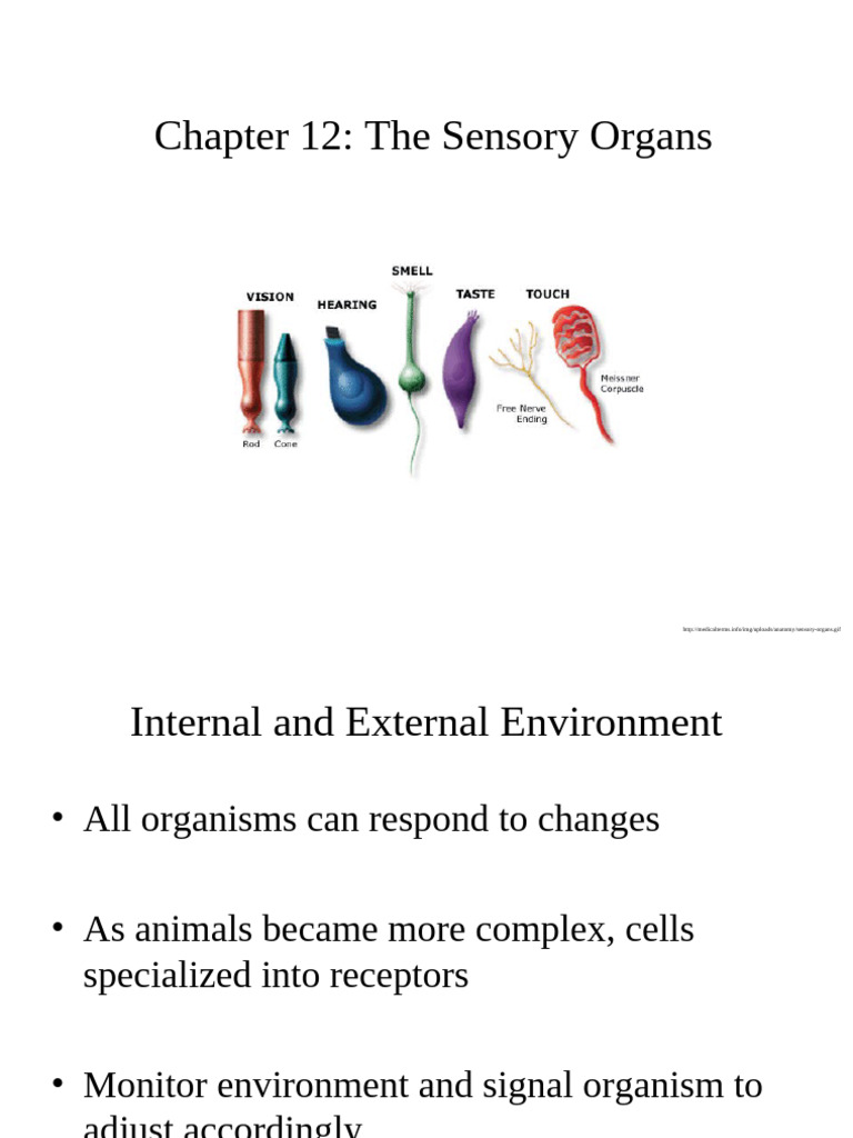 Chapter 12-Sensory Organs | PDF | Hearing | Ear