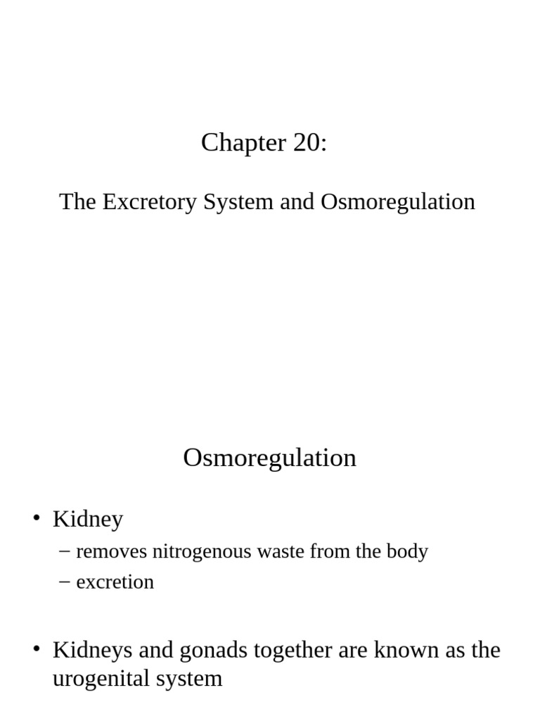 Chapter 20-Osmoregulation | PDF | Kidney | Urinary System