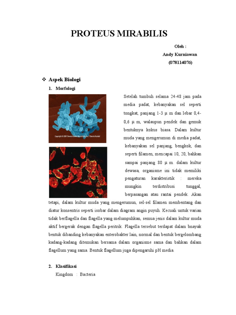 Proteus Mirabilis | PDF