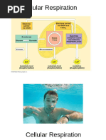 Semi-Detailed Lesson Plan For Cellular Respiration | PDF | Cellular ...