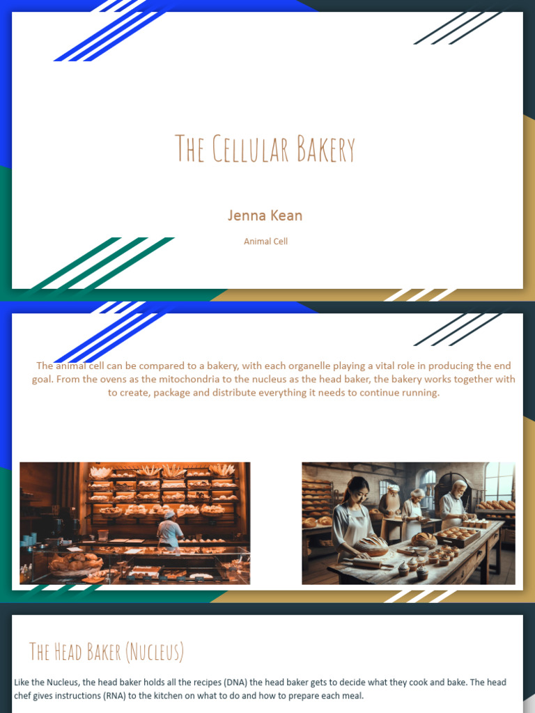 The Cellular Bakery | PDF | Cytoplasm | Cell (Biology)