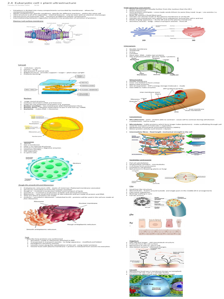 2.4 Eukaryotic Cell + Plant Ultrastructure | PDF | Endoplasmic ...