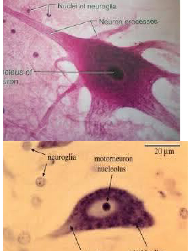 Neuron N Glial Cells Histology | PDF
