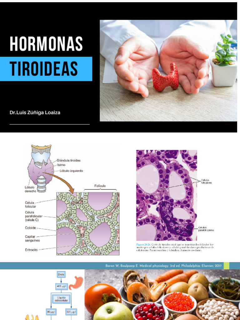 Clase 3. GlÃ¡ndula Tiroides | PDF