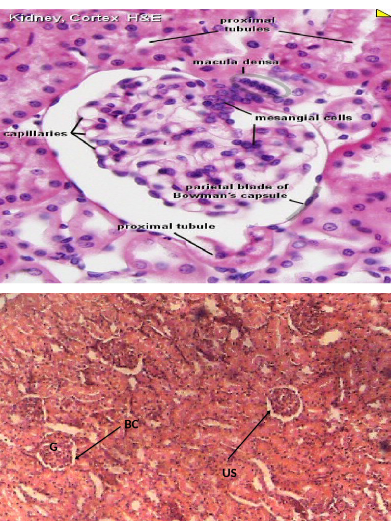 Urinary System Histology | PDF