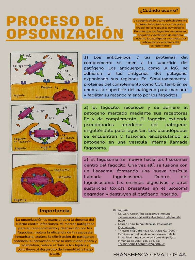 Proceso de Opsonización | PDF