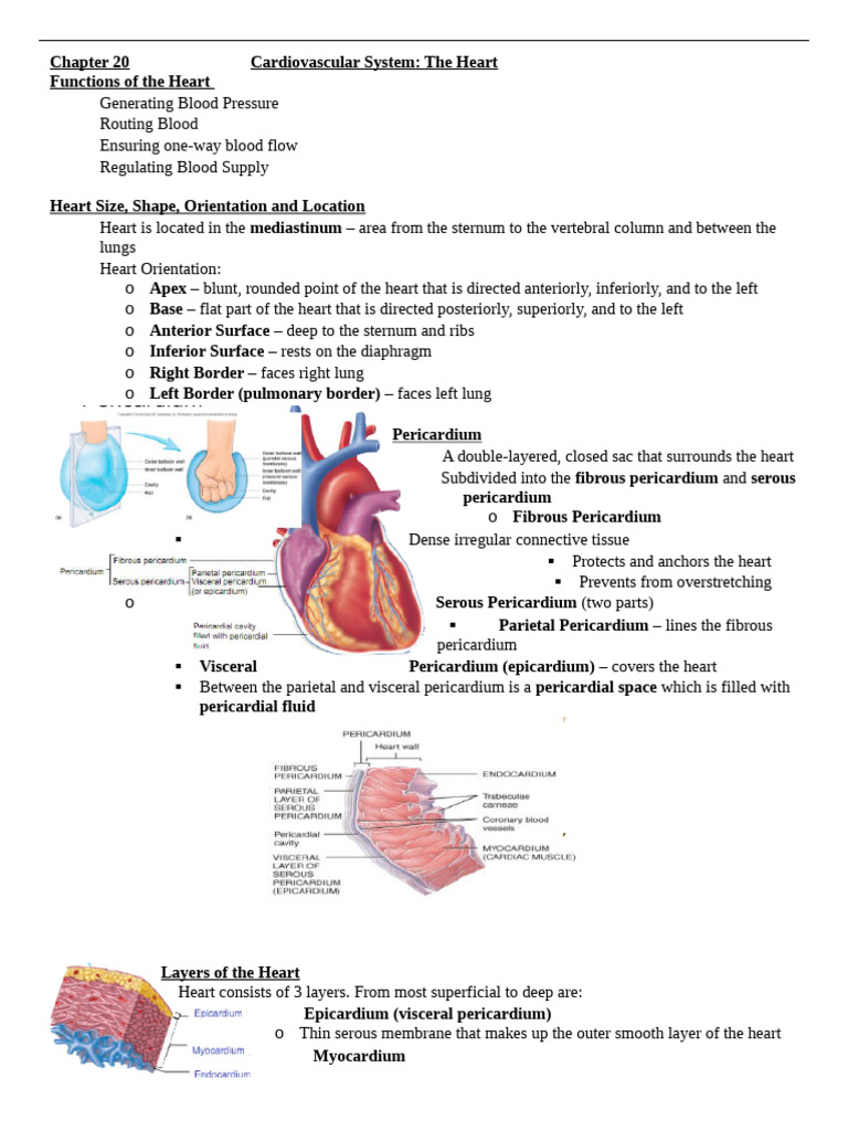 Heart Anatomy and Function Overview | PDF | Heart Valve | Coronary ...