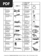 Philippine Weed Species Guide | PDF | Grass | Plants