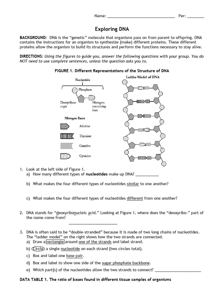 Pogil Exploring Dna 2024 | PDF | Dna | Nucleotides
