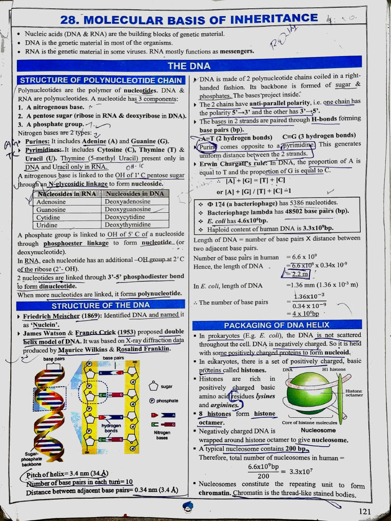 Molecular Basis of Inheritance | PDF