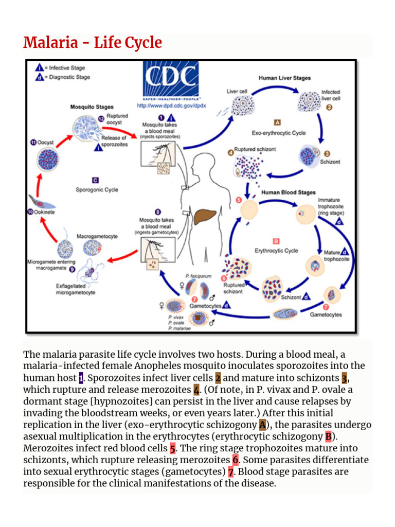 Malaria Life Cycle | PDF