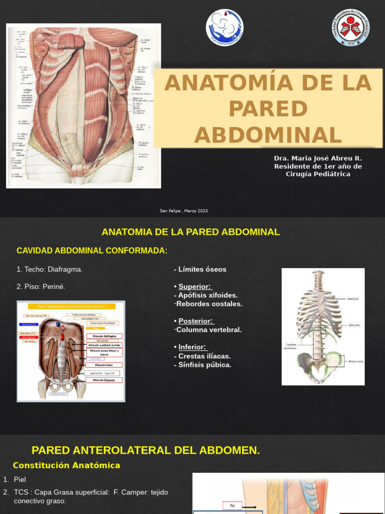 Anatomia de La Pared Abdominal | PDF | Abdomen | Anatomía humana