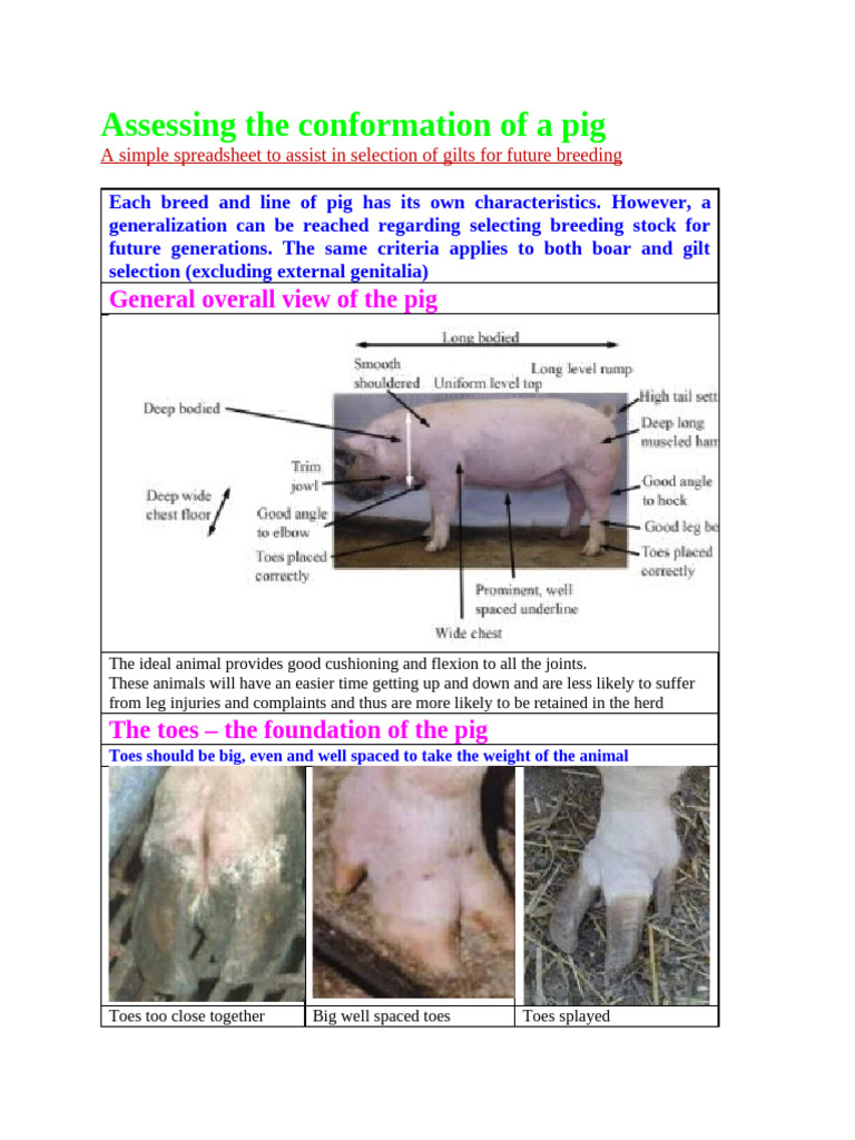Assessing The Conformation of A Pig | PDF | Pig | Toe