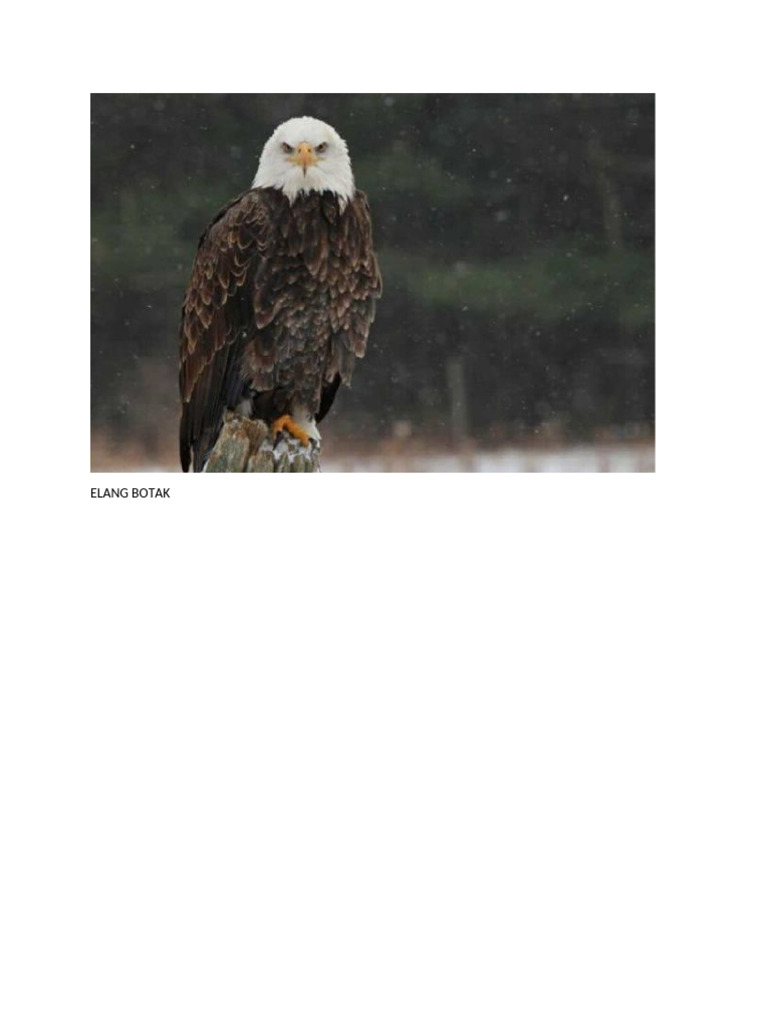1 Elang Botak | PDF