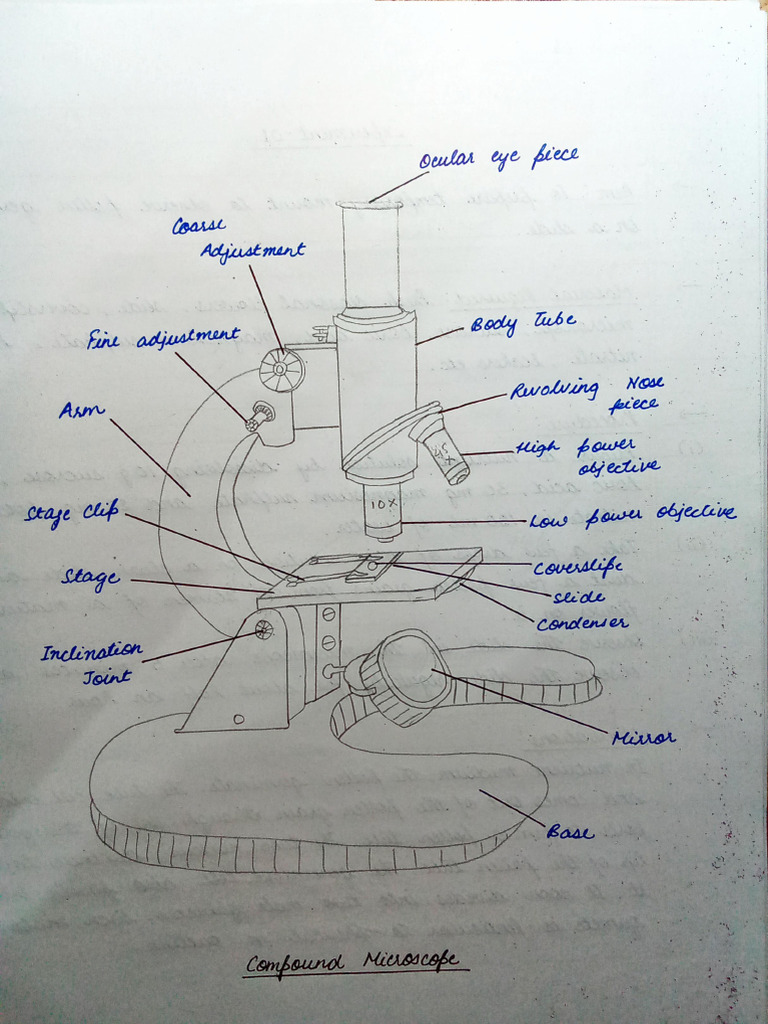 Bio Practical | PDF
