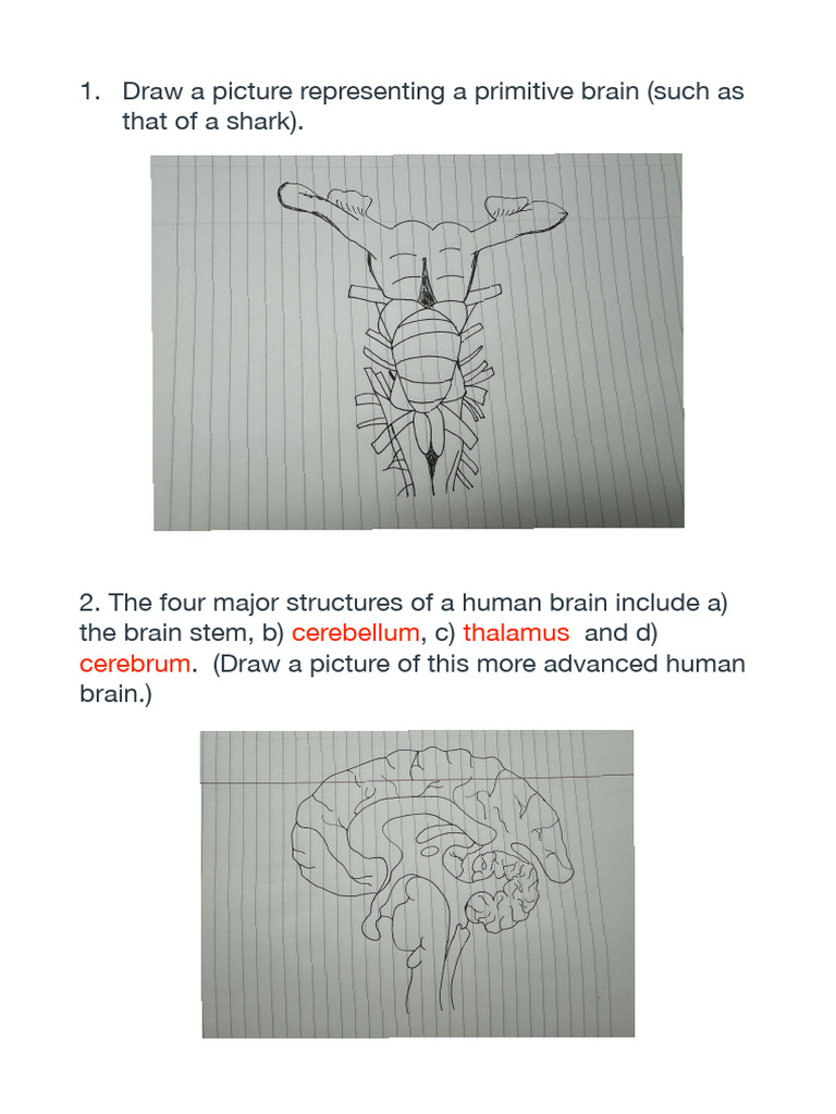 homework BRAIN | PDF