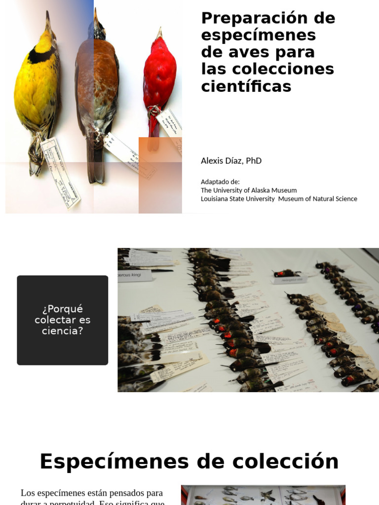 Bird Prep Diaz Lab Spanish | PDF | Aves | Piel