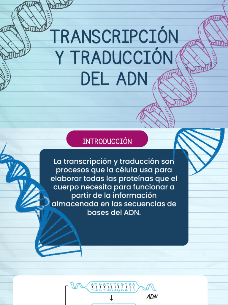 Presentación Biología Organización Del Ácido Desoxirribonucleico (ADN) Ilus - 20250109 - 223837 ...