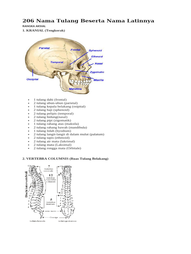 206 Nama Tulang Beserta Nama Latinnya | PDF