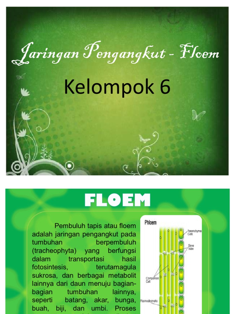 Jaringan Pengangkut - Floem | PDF