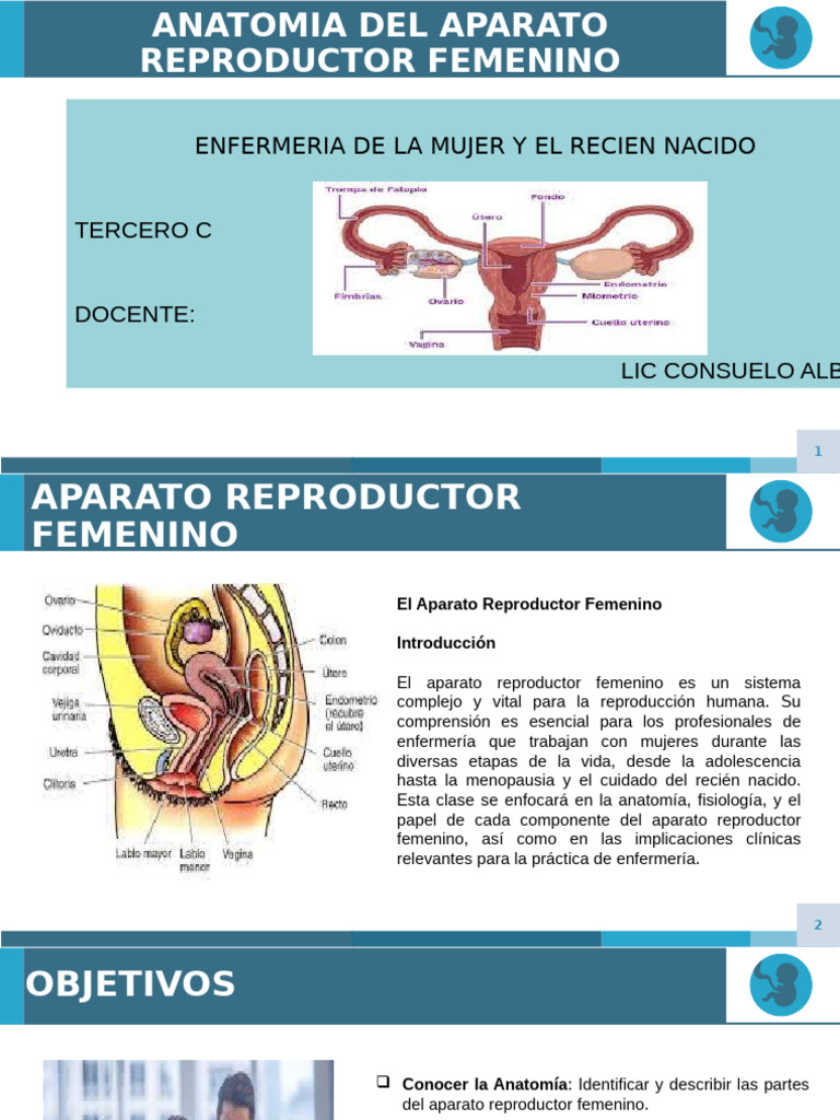 Anatomia Del Arf y Mortalidad Materna (1) - 090703 | PDF | Sistema reproductivo | El embarazo