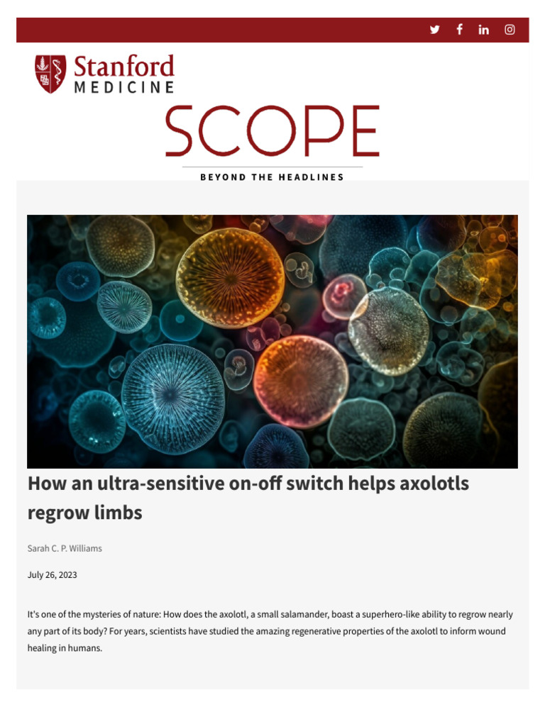 How an ultra-sensitive on-off switch helps axolotls regrow limbs ...