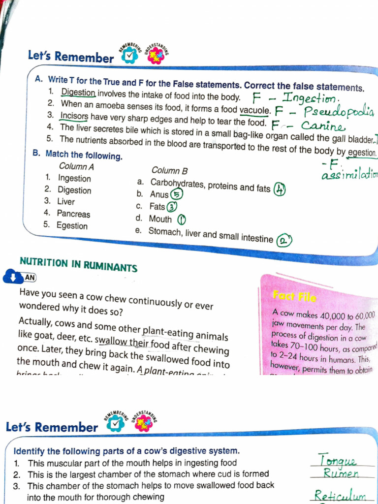 2nd lesson | PDF | Digestion | Ruminant