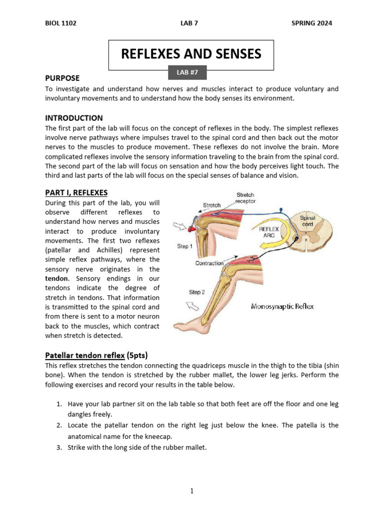 Reflexes and Sensory Lab Guide | PDF | Visual Acuity | Senses