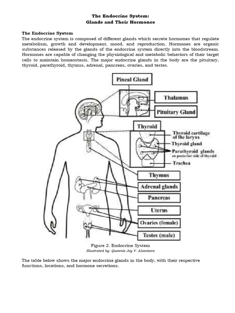 Sci10 q3 Endocrine-system | PDF | Endocrine System | Luteinizing Hormone