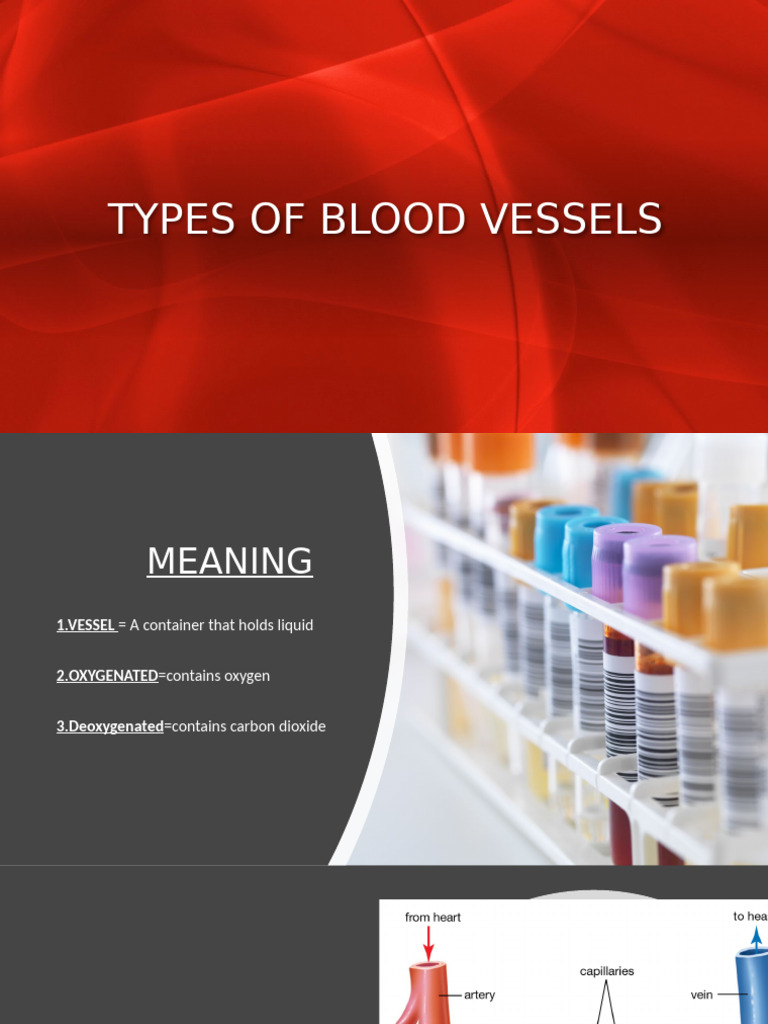 Types and Structures of Blood Vessels | PDF