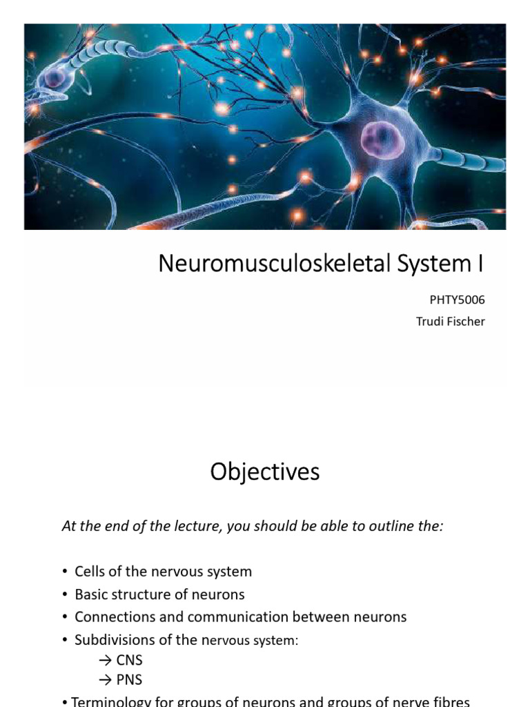 Overview of the Nervous System Components | PDF | Central Nervous ...