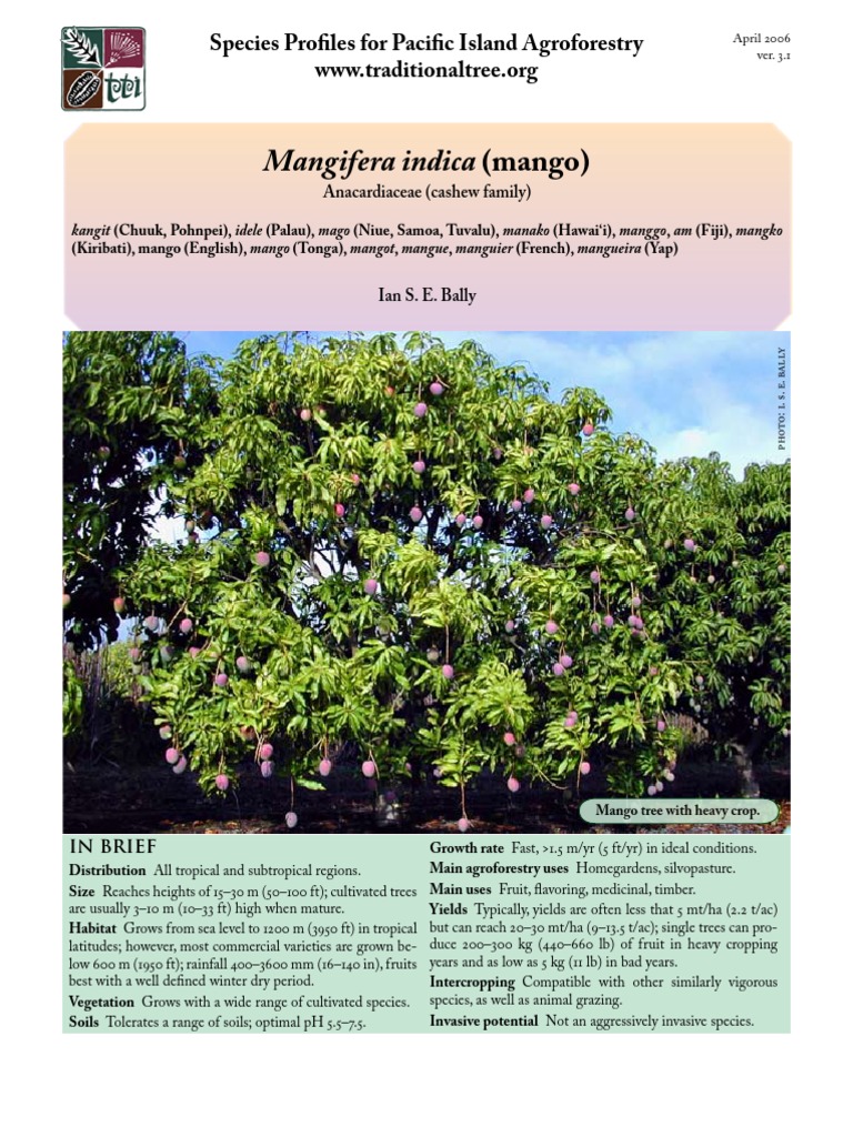 Pico Mangoes (Manggang Piko), 45% OFF