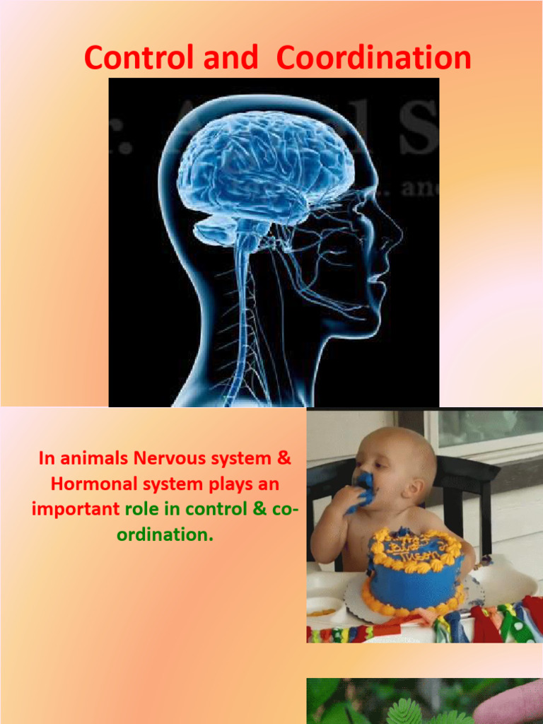 Control and Coordination in Animals and Plants | PDF | Nervous System ...