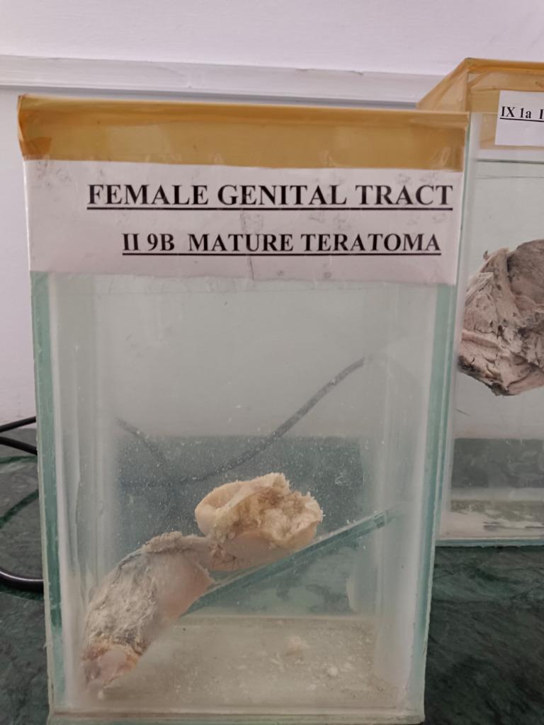 Formalin Mounted Specimens | PDF
