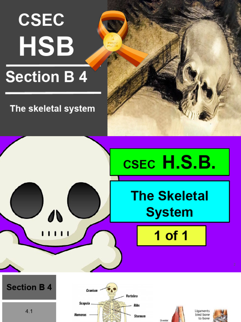 HSB Section Skeletal System | PDF | Bone | Skeleton