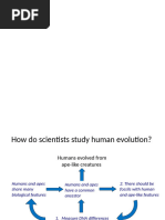 Human Evolution Chart | PDF | Homo | Human Evolution