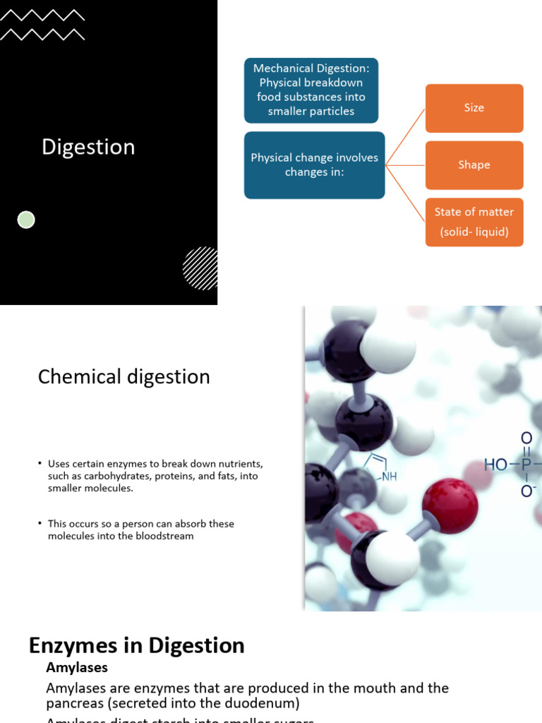 Understanding Digestion Processes And Enzymes Pdf Digestion Stomach