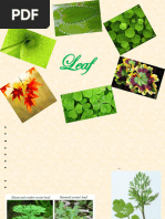 Leaf Dichotomous Key | PDF | Leaf | Branches Of Botany