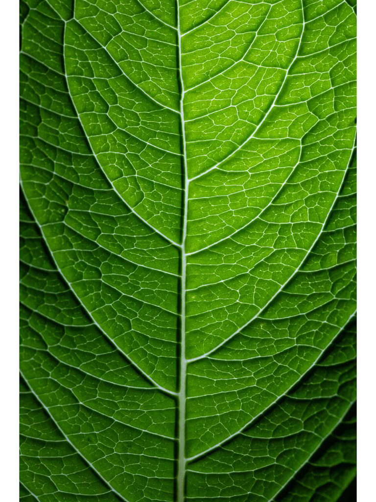 Leaf Textures Online | PDF
