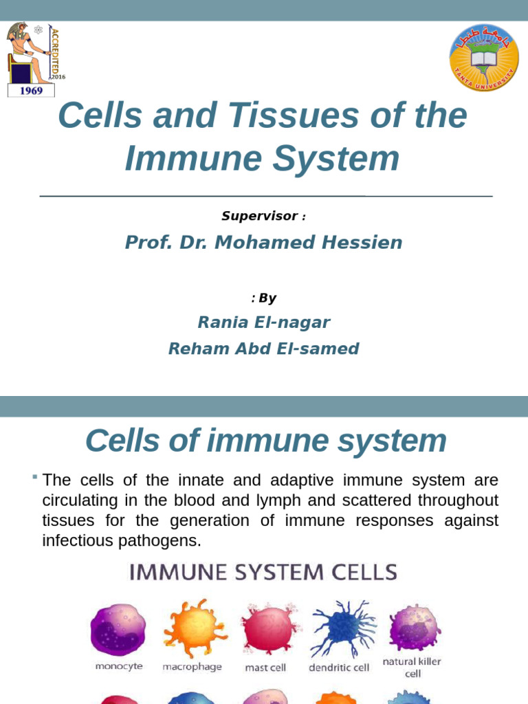 Immune Cells and Tissues | PDF | Lymphocyte | Lymph Node